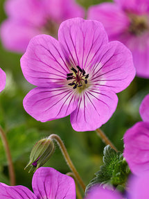 Geranium Bare Roots - Buy Cranesbill online at DutchGrown™ UK