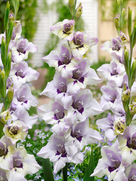 Purple gladiolus store