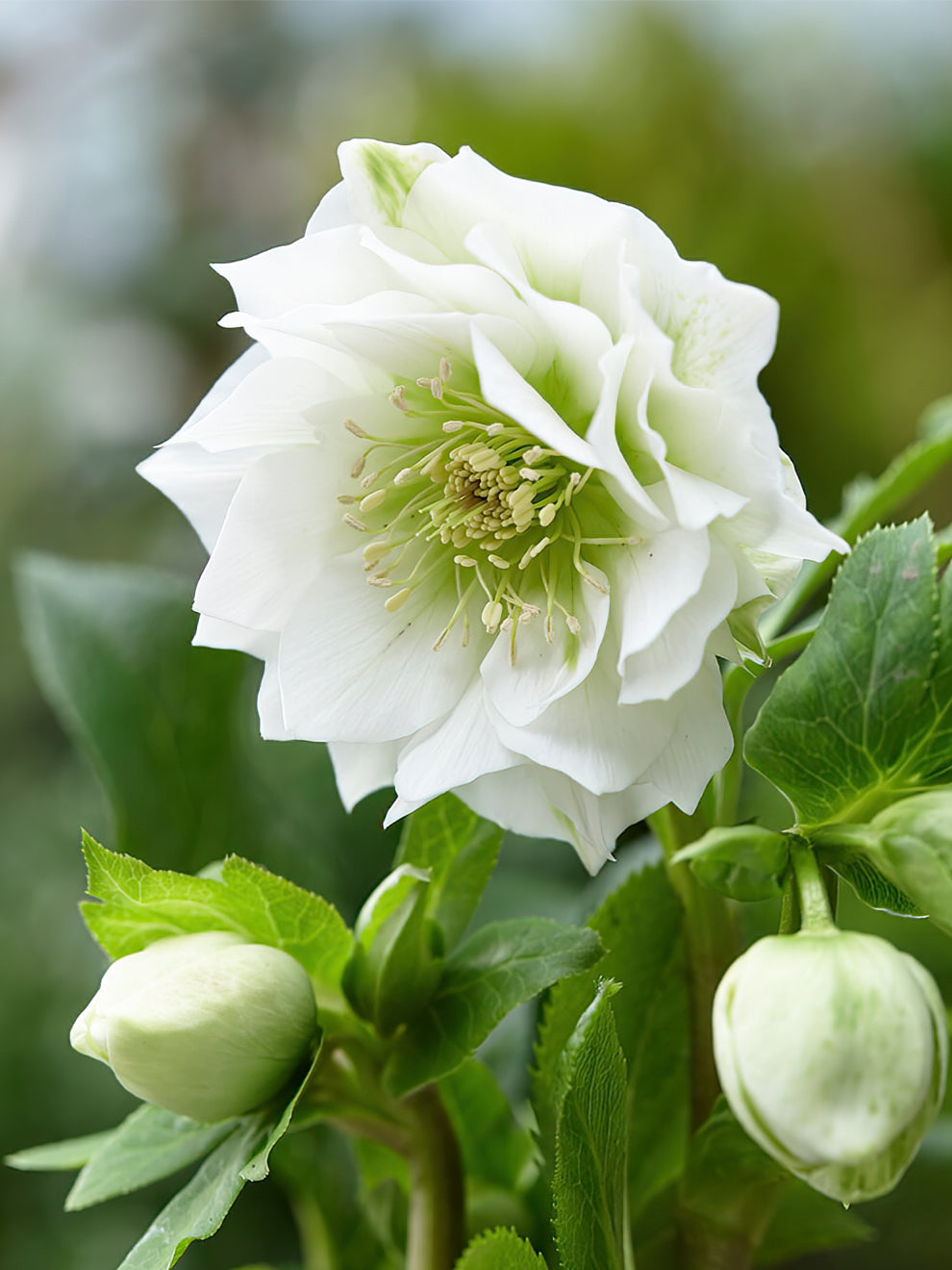 Helleborus 'Double Ellen White' | DutchGrown™ UK