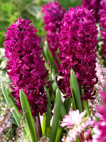 Hyacinth Bulbs Available | Grow Hyacinth Flowers Today