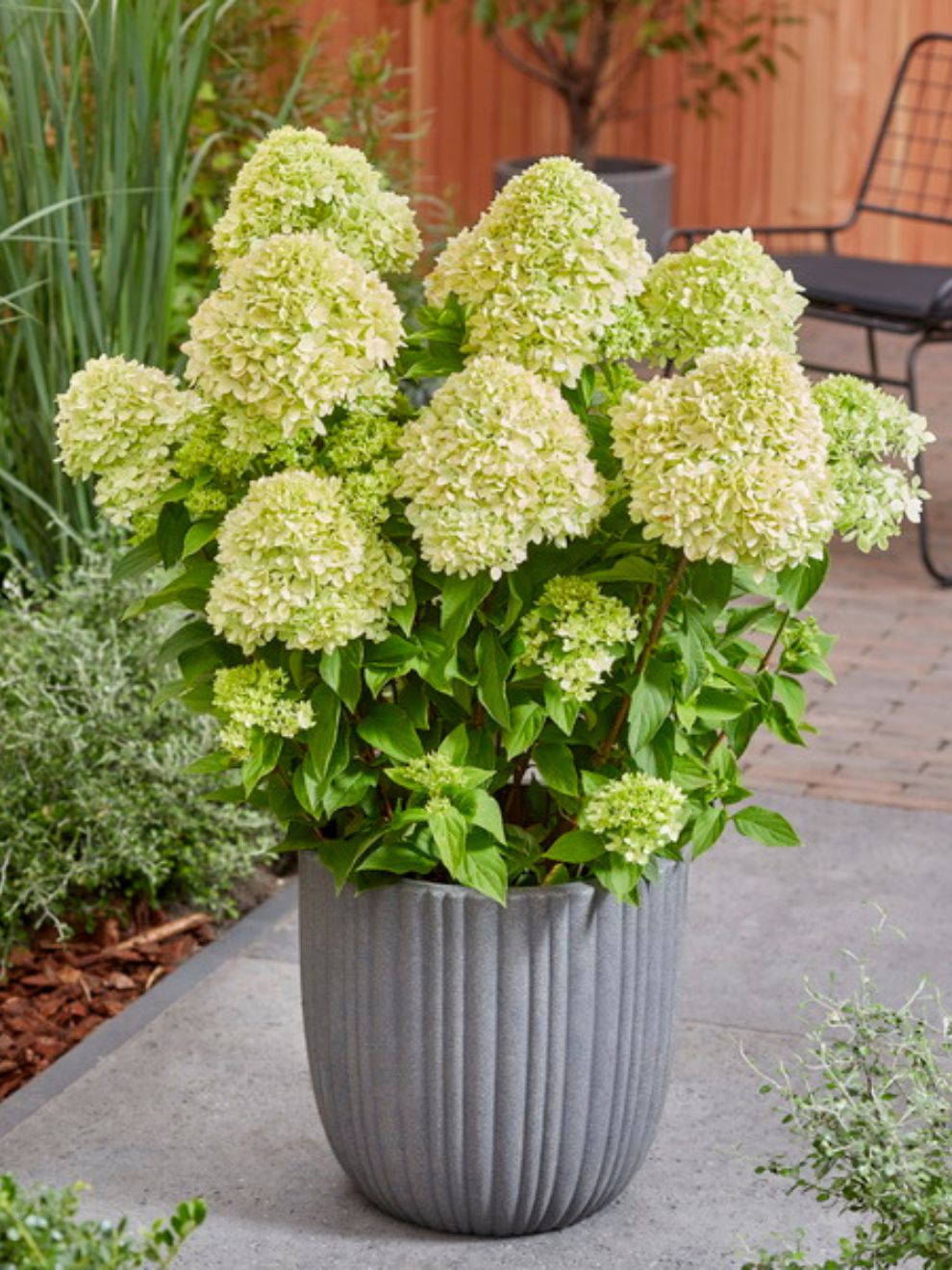 Hydrangea 'Bee Happy'® | Buy hydrangeas at DutchGrown™ UK
