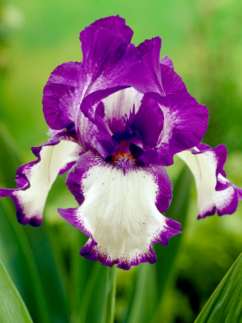 Bearded Iris 'Stepping Out' | Bare Root Iris | DutchGrown™ UK