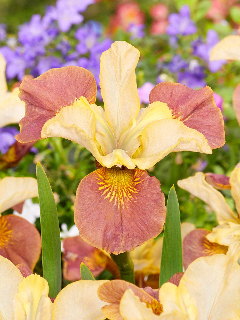 Siberian Iris 'Drink your Tea' | Bare Root Iris | DutchGrown™ UK