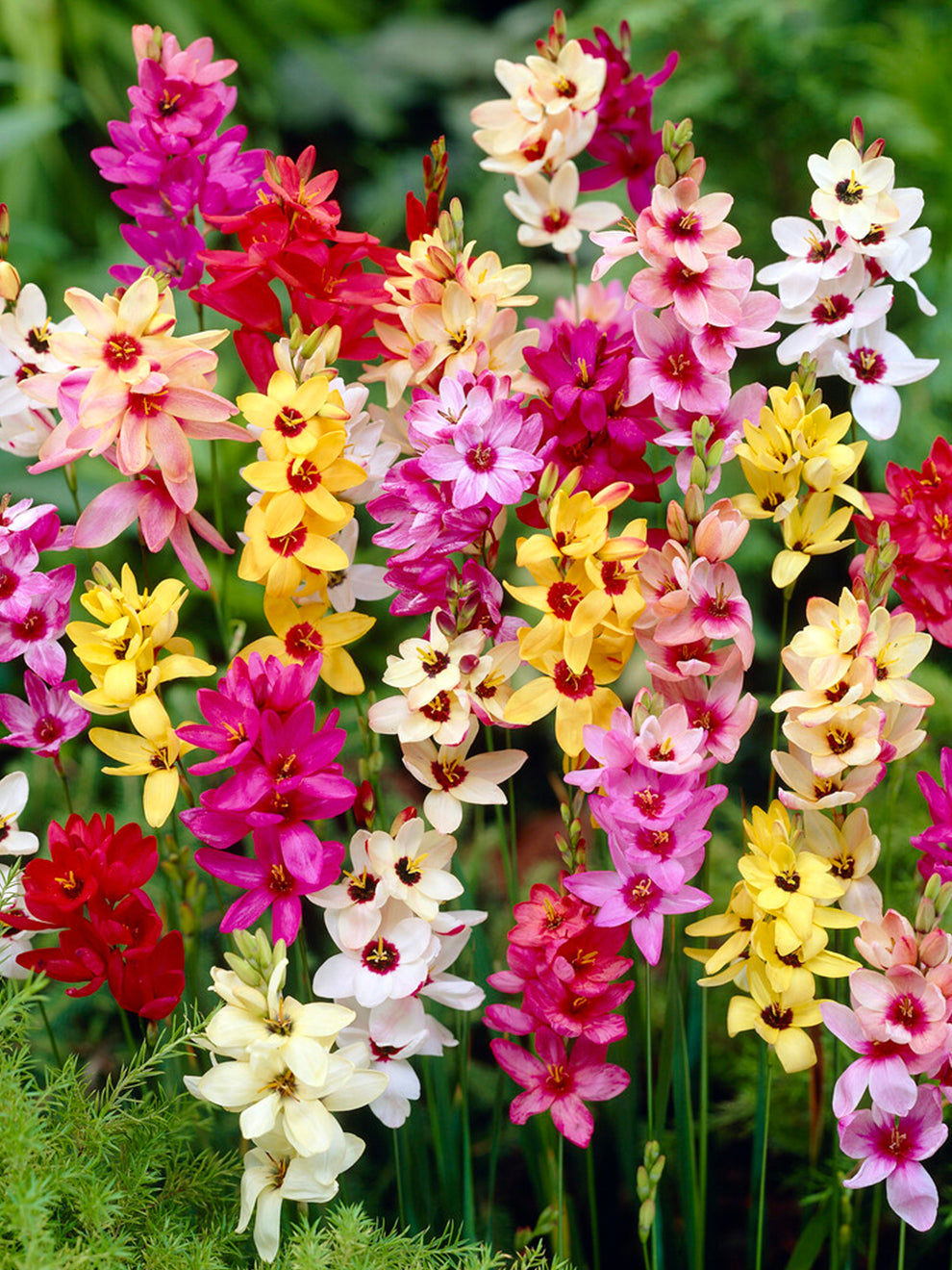 Ixias Bulbs Mixed (African Corn Lily) | DutchGrown™ - UK