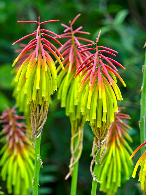 Red Hot Poker 'Rufa Rasta' (Kniphofia) Plants | DutchGrown™ UK
