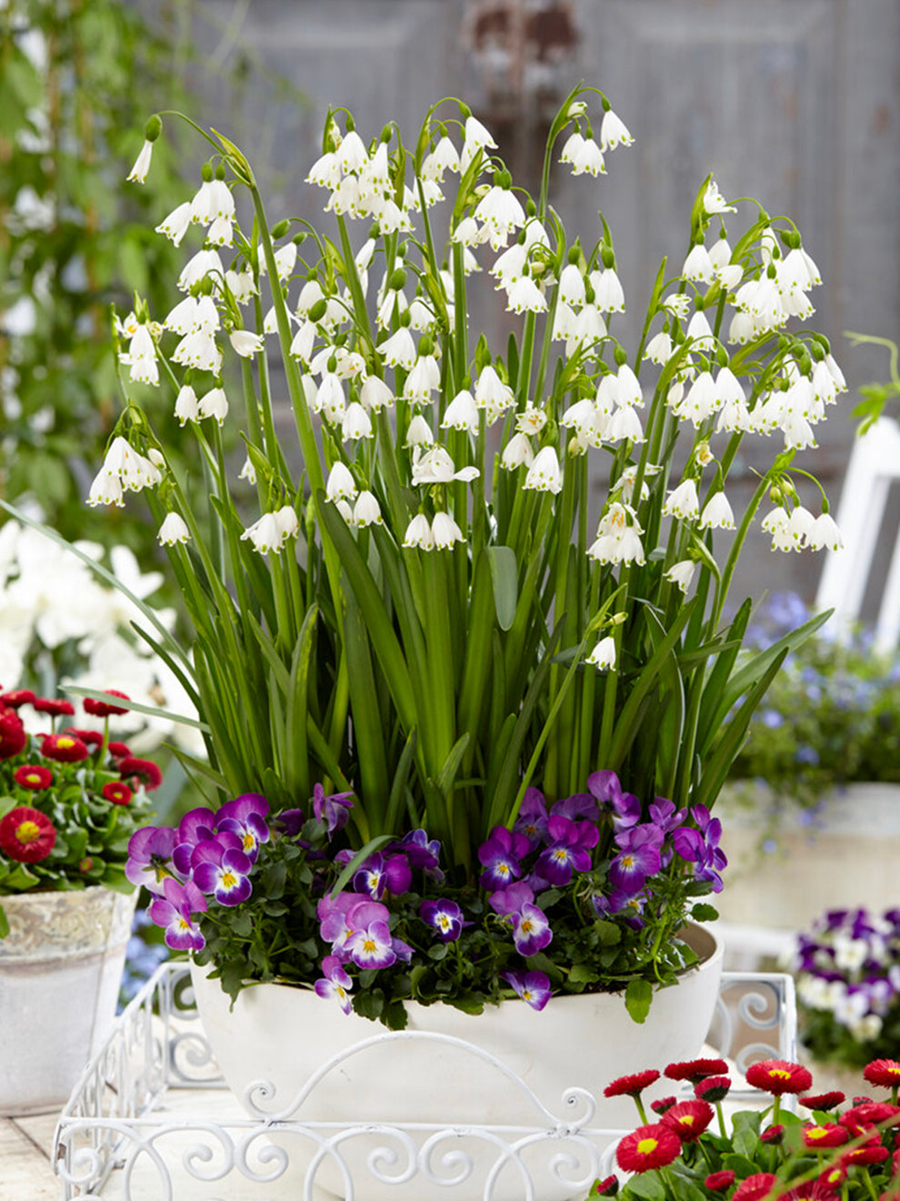Leucojum Gravetye Giant (Giant Snowflake) - Flower Bulbs - DutchGrown™ UK