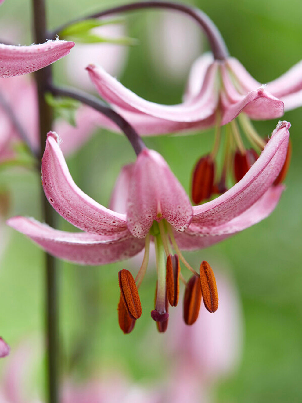 Lily 'Candy Morning' | Lily Bulbs for Spring Planting | DutchGrown™ UK