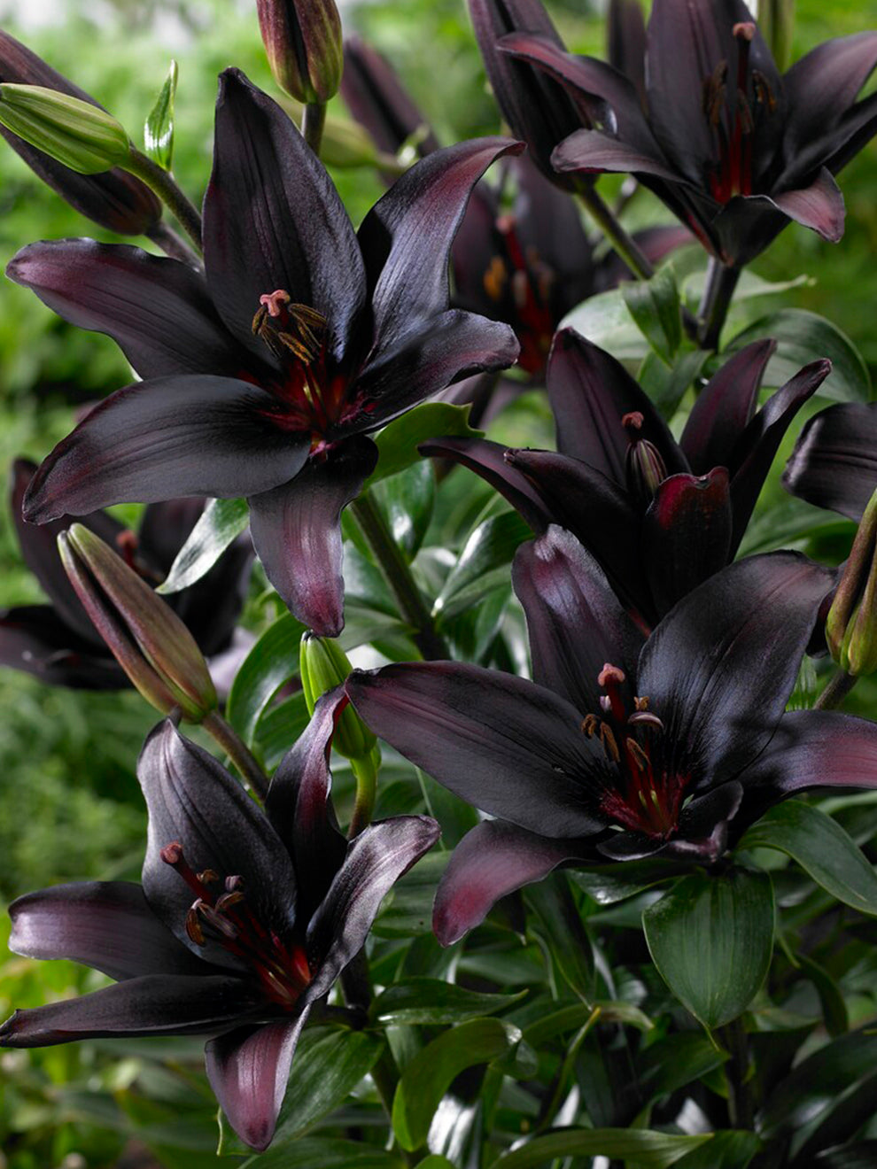 Lily 'Landini' | Lily Bulbs for Spring Planting | DutchGrown™ UK