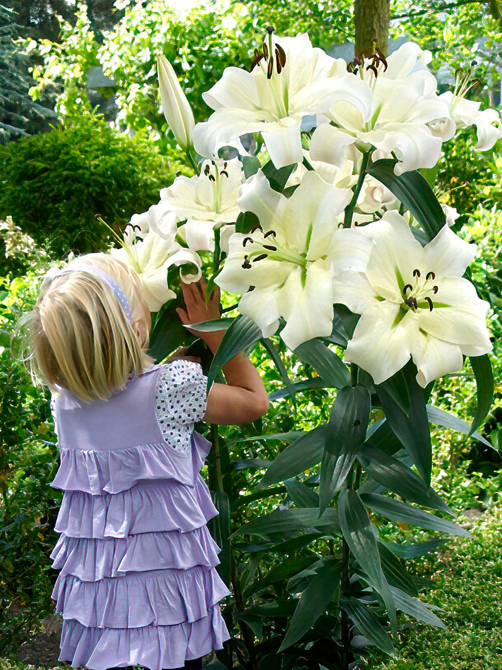 Lily 'Pretty Woman' | Lily Bulbs for Spring Planting | DutchGrown™ UK
