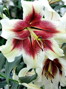 Lilium (lily) Bulbs — Buy lilies online at DutchGrown™ UK