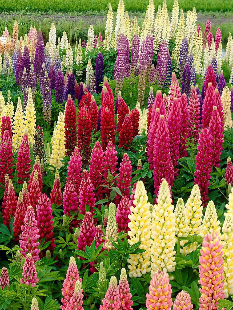 Lupin 'Russell Hybrids' | Buy Bare Root Plants | DutchGrown™ UK