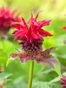 Monarda Bare Roots - Buy Bee Balm Plants | DutchGrown™ UK