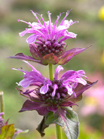 Monarda Bare Roots - Buy Bee Balm Plants | DutchGrown™ UK
