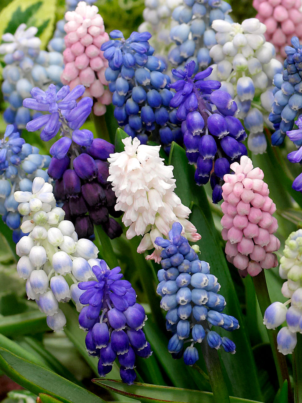 Muscari Bulbs 'Magic Mix' | Muscari Collection | DutchGrown™ UK