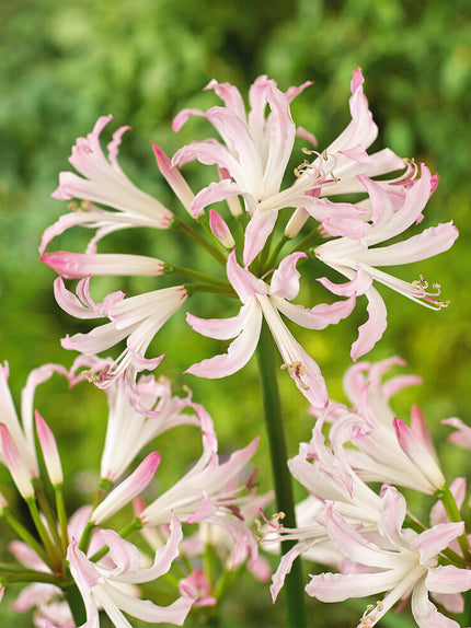 Nerine Bulbs - Buy Guernsey Lilies online at DutchGrown™ UK
