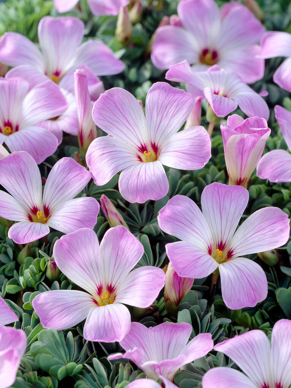 Oxalis Adenophylla - Silver Shamrock Bulbs | DutchGrown™ UK