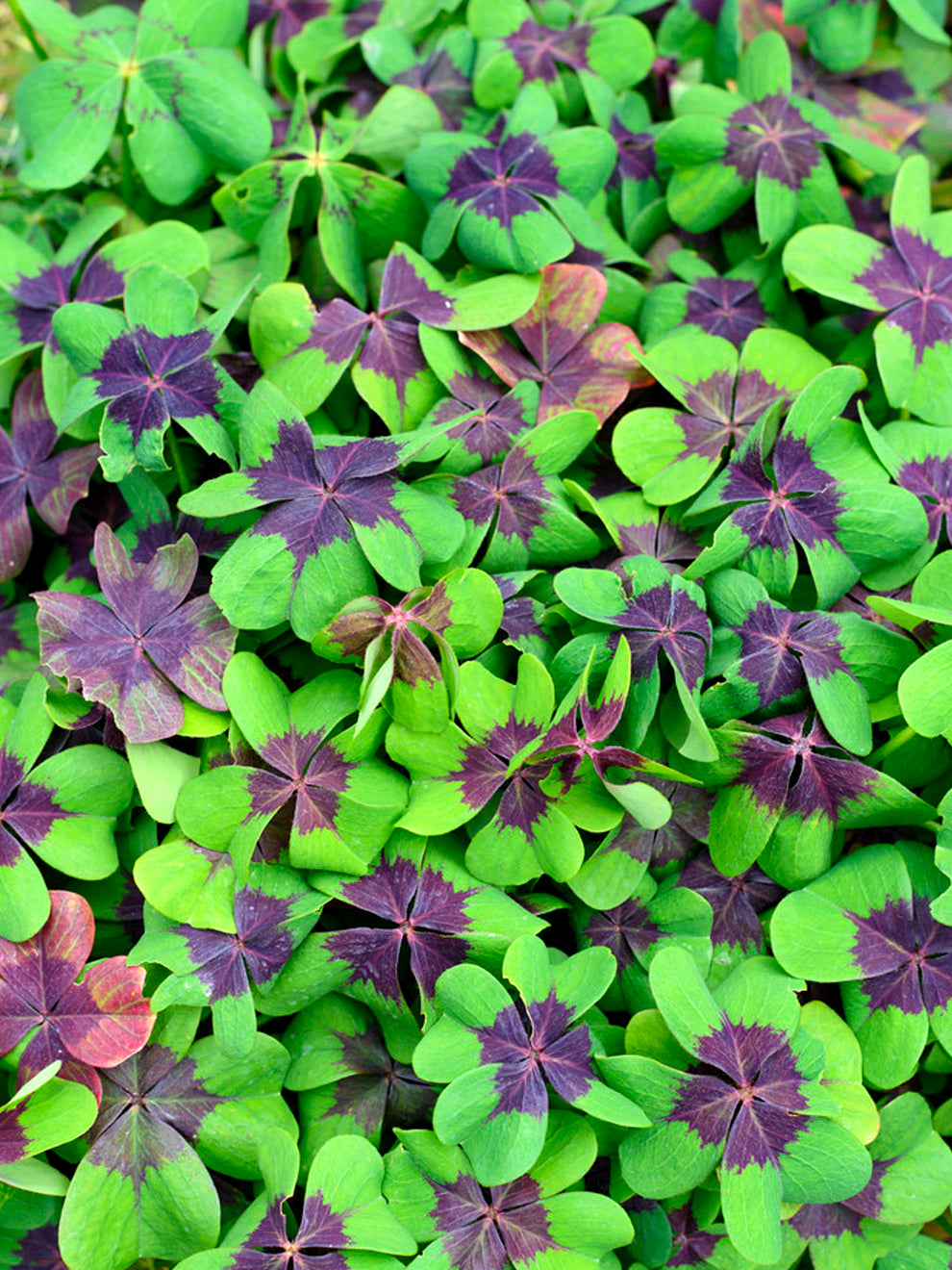 Oxalis Iron Cross (Lucky Clover) | DutchGrown™ UK