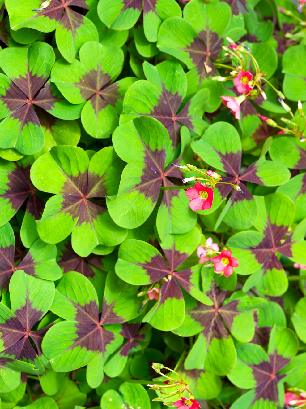 Oxalis Iron Cross (Lucky Clover) | DutchGrown™ UK