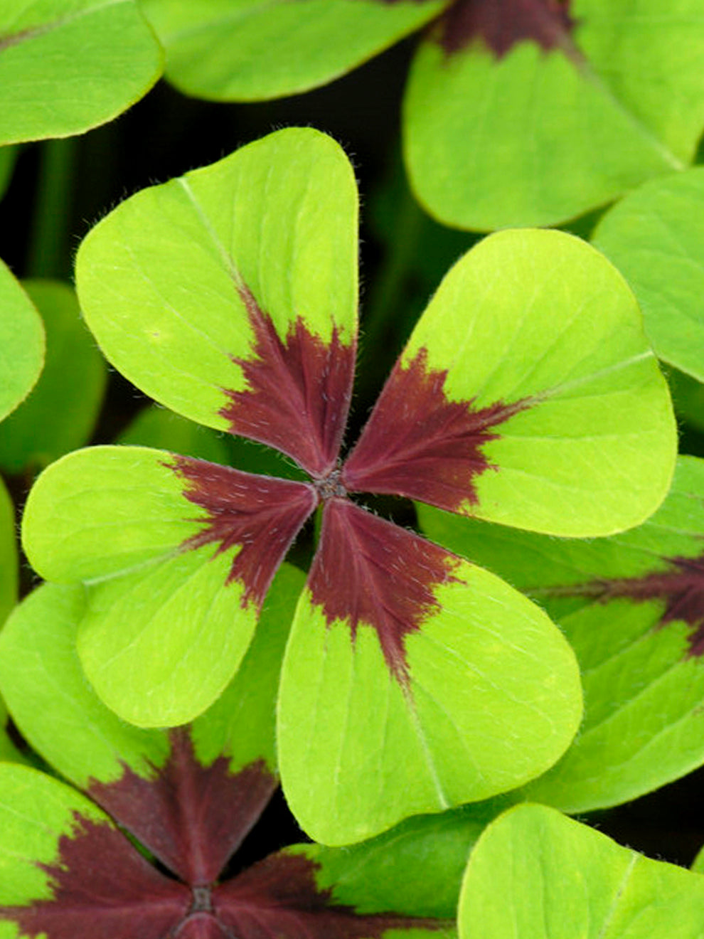 Oxalis Iron Cross (Lucky Clover) | DutchGrown™ UK