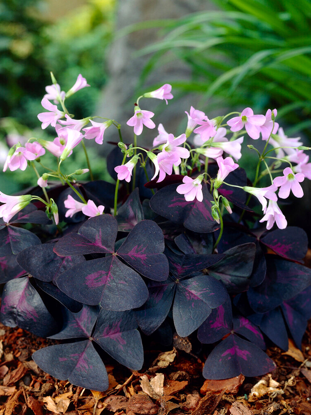 Oxalis Triangularis Sunny (False Shamrock) | DutchGrown™ UK
