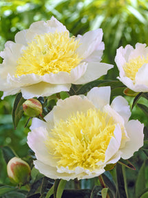 Peonies | Peony Roots for Autumn Shipping & Planting | DutchGrown™