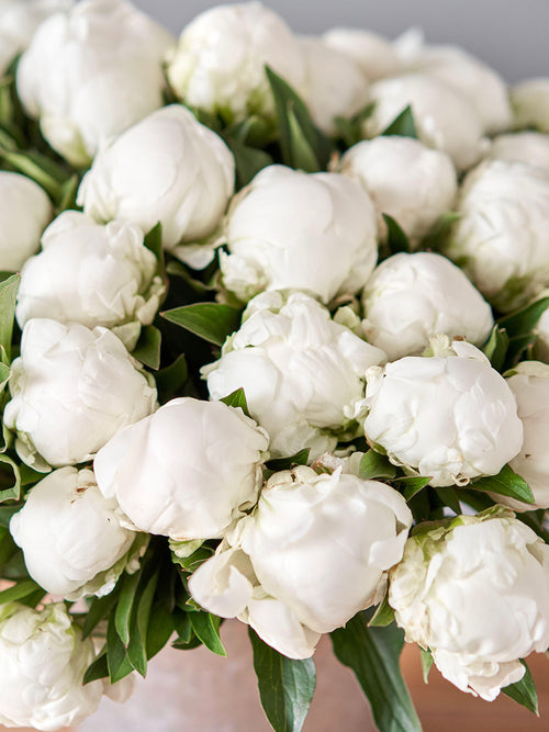 Peony Madame Claude Tain | DutchGrown™