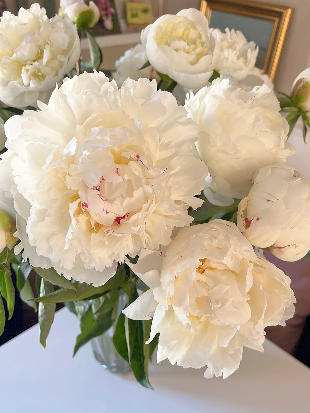 Peony Madame Claude Tain | DutchGrown™