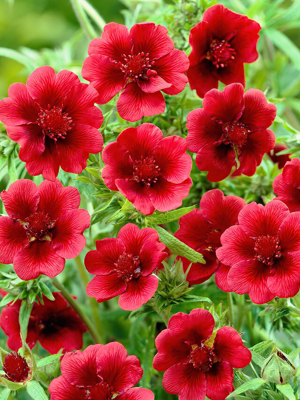 Buy Potentilla Monarch's Velvet (Cinquefoil) Bare Roots | DutchGrown™ UK