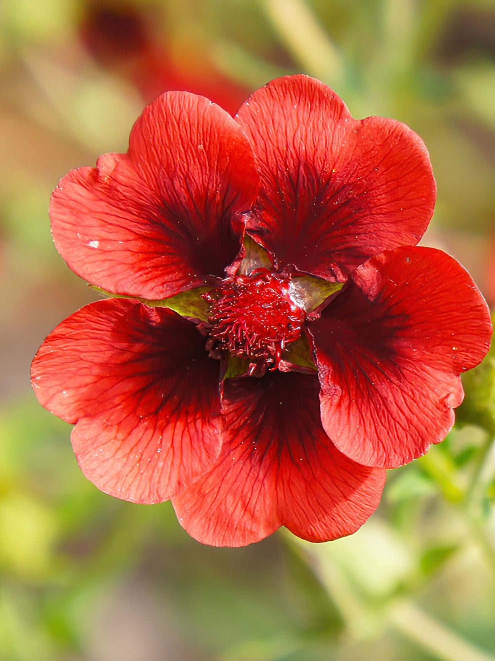 Buy Potentilla Monarch's Velvet (Cinquefoil) Bare Roots | DutchGrown™ UK