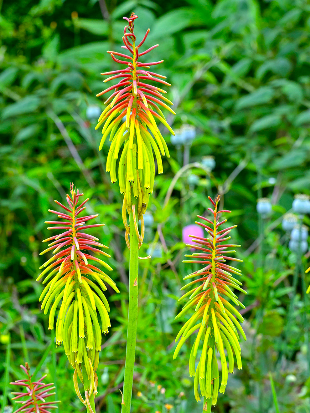 Red Hot Poker 'Rufa Rasta' (Kniphofia) Plants | DutchGrown™ UK