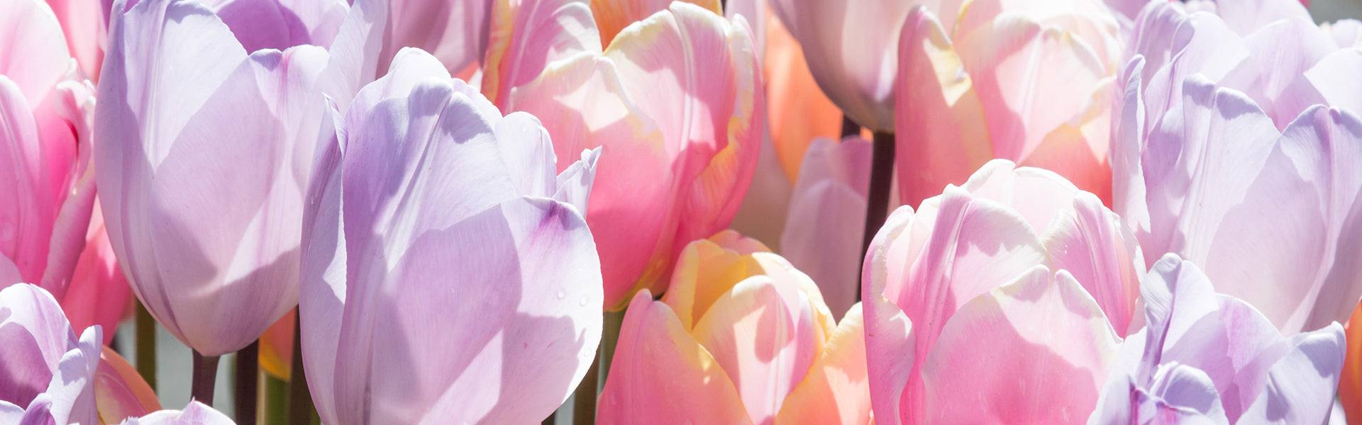 Buy Flower Bulbs Online UK | DutchGrown™