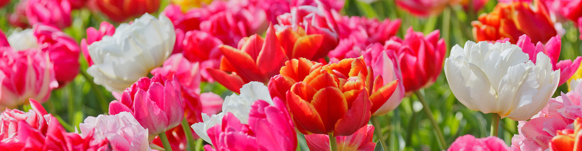 Buy Flower Bulbs Online UK | DutchGrown™
