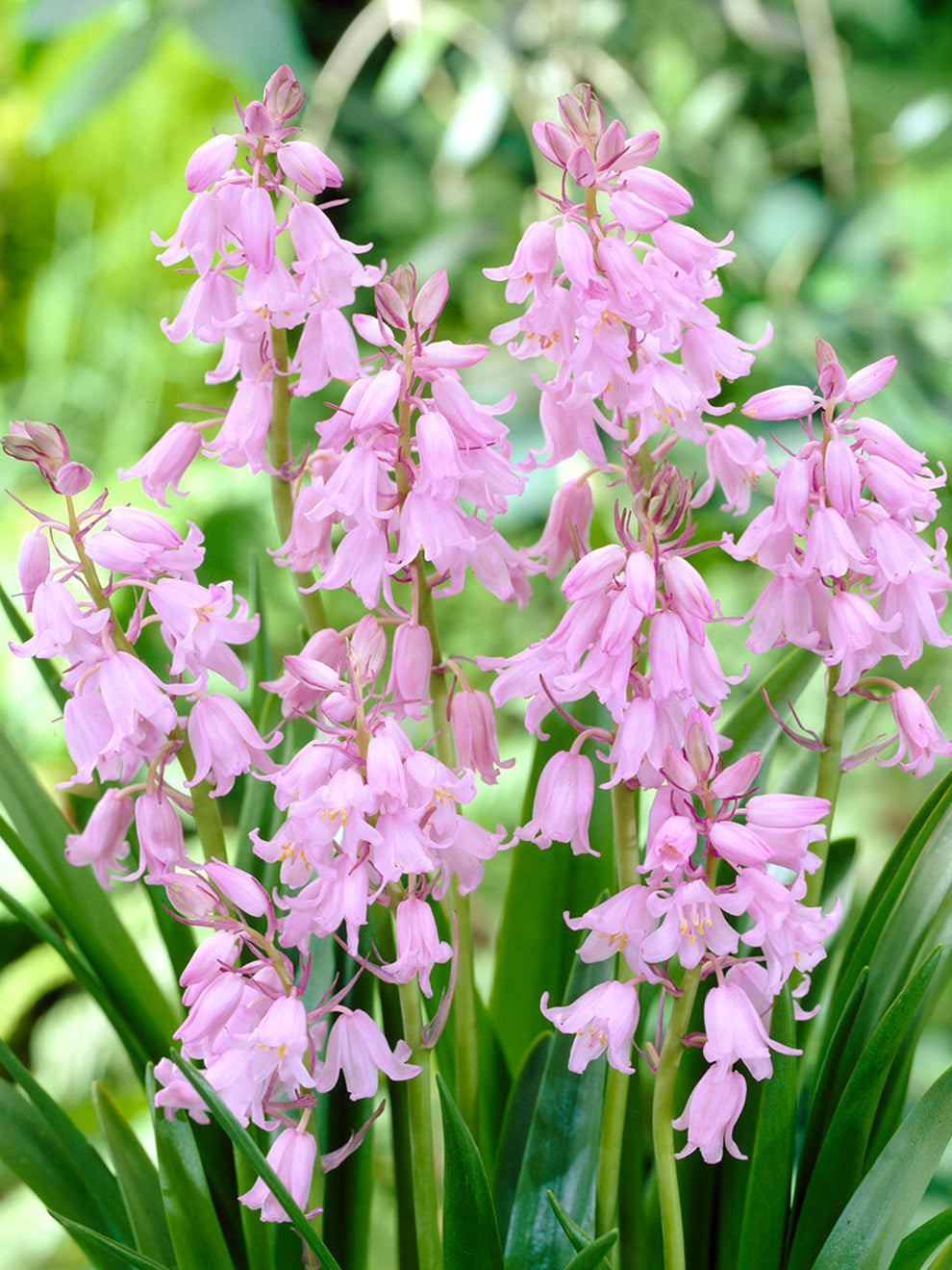 Spanish Bluebells Bulbs Dainty Maid Pink DutchGrown UK Spanish Bluebells Bulbs Dainty Maid Pink DutchGrown UK