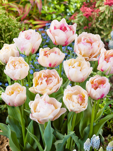 Tulip Bulbs from Holland | UK delivery | DutchGrown™ | Page 3