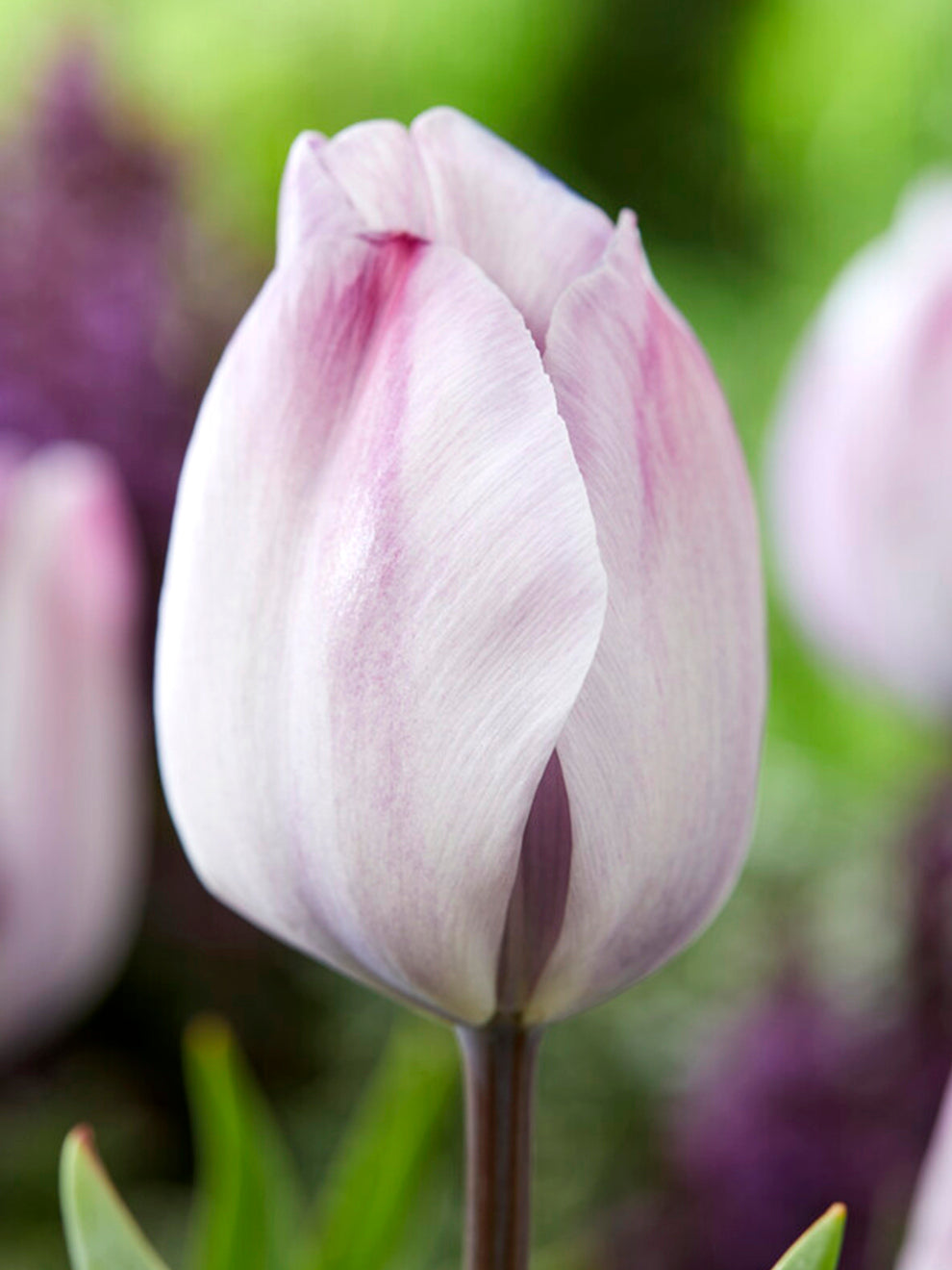 Tulip Bulbs 'Jacuzzi' | DutchGrown™ UK