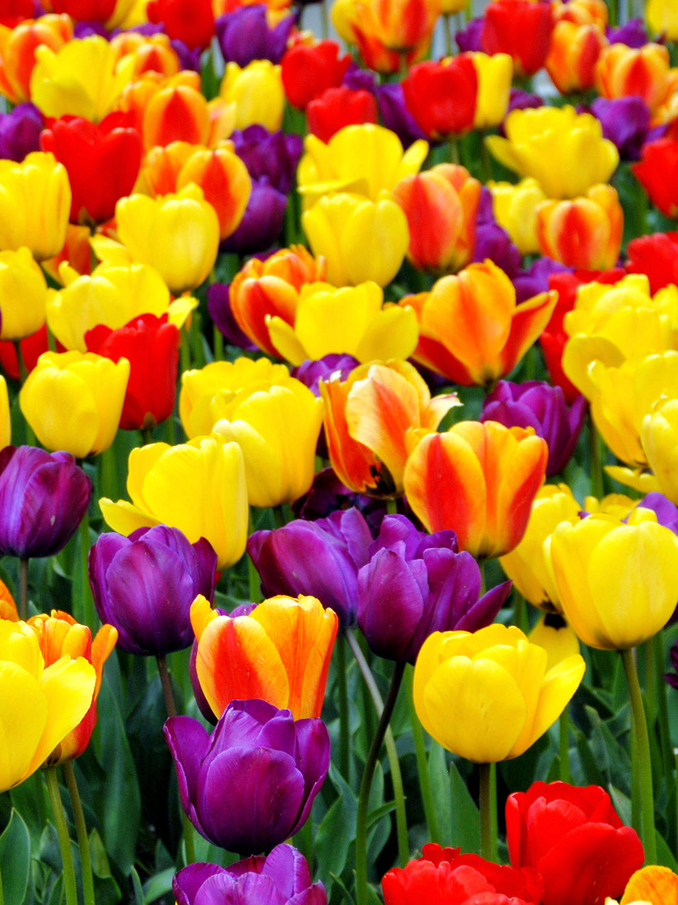 Tulip Jumbo Darwin Mix | Giant Darwin Tulip Bulbs | DutchGrown™ UK