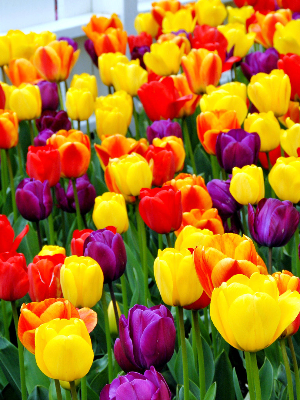 Tulip Jumbo Darwin Mix | Giant Darwin Tulip Bulbs | DutchGrown™ UK