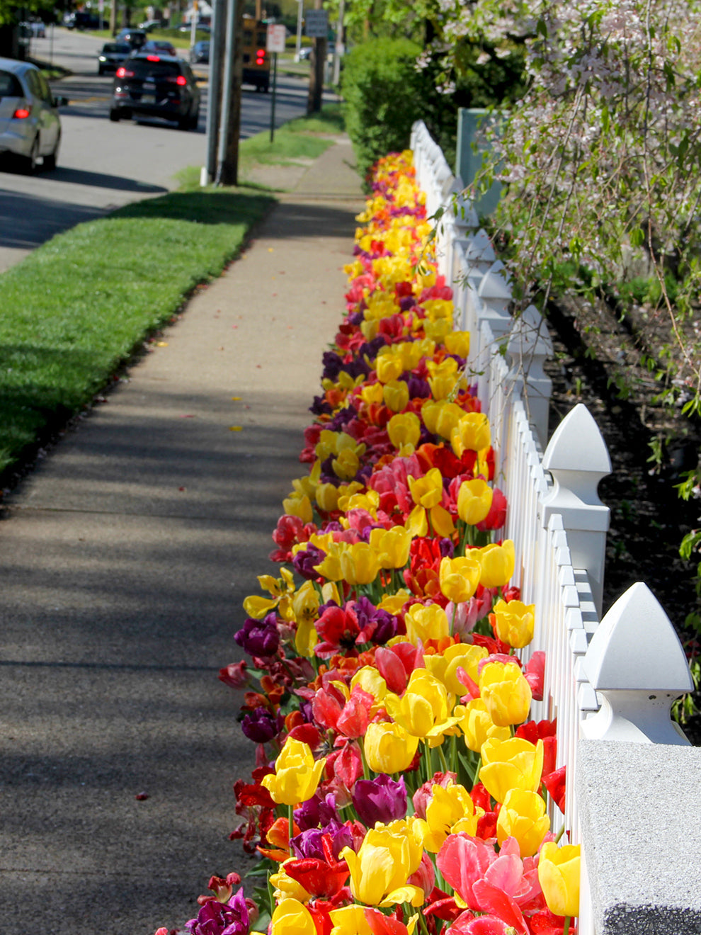 Tulip Jumbo Darwin Mix | Giant Darwin Tulip Bulbs | DutchGrown™ UK