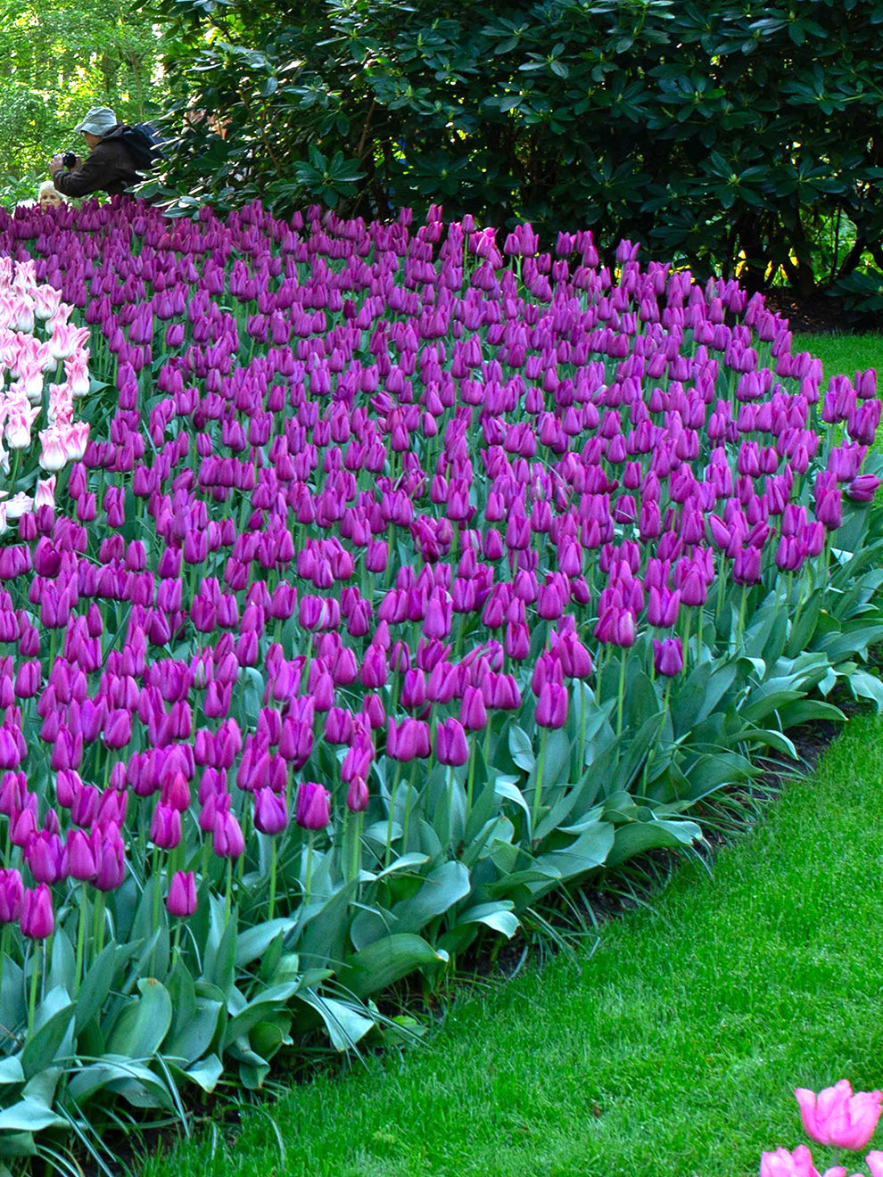 Tulip Bulbs 'Purple Prince' | DutchGrown™ UK