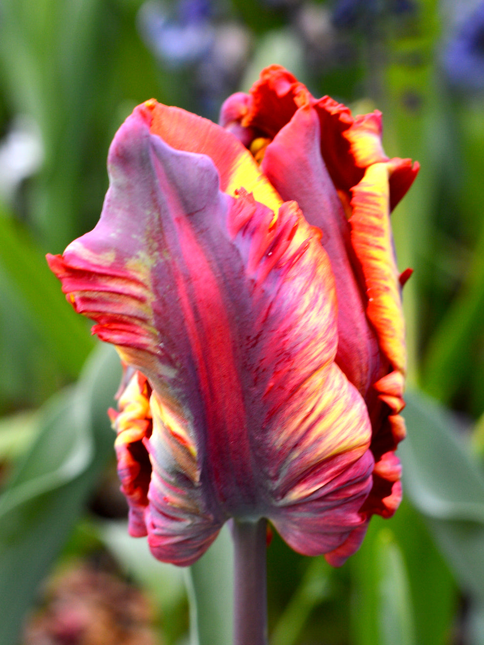 Tulip Bulbs Rainbow Parrot | DutchGrown™ UK