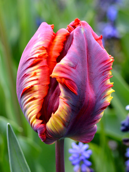 Tulip Bulbs For Sale | Shop Top-Quality Bulbs Now