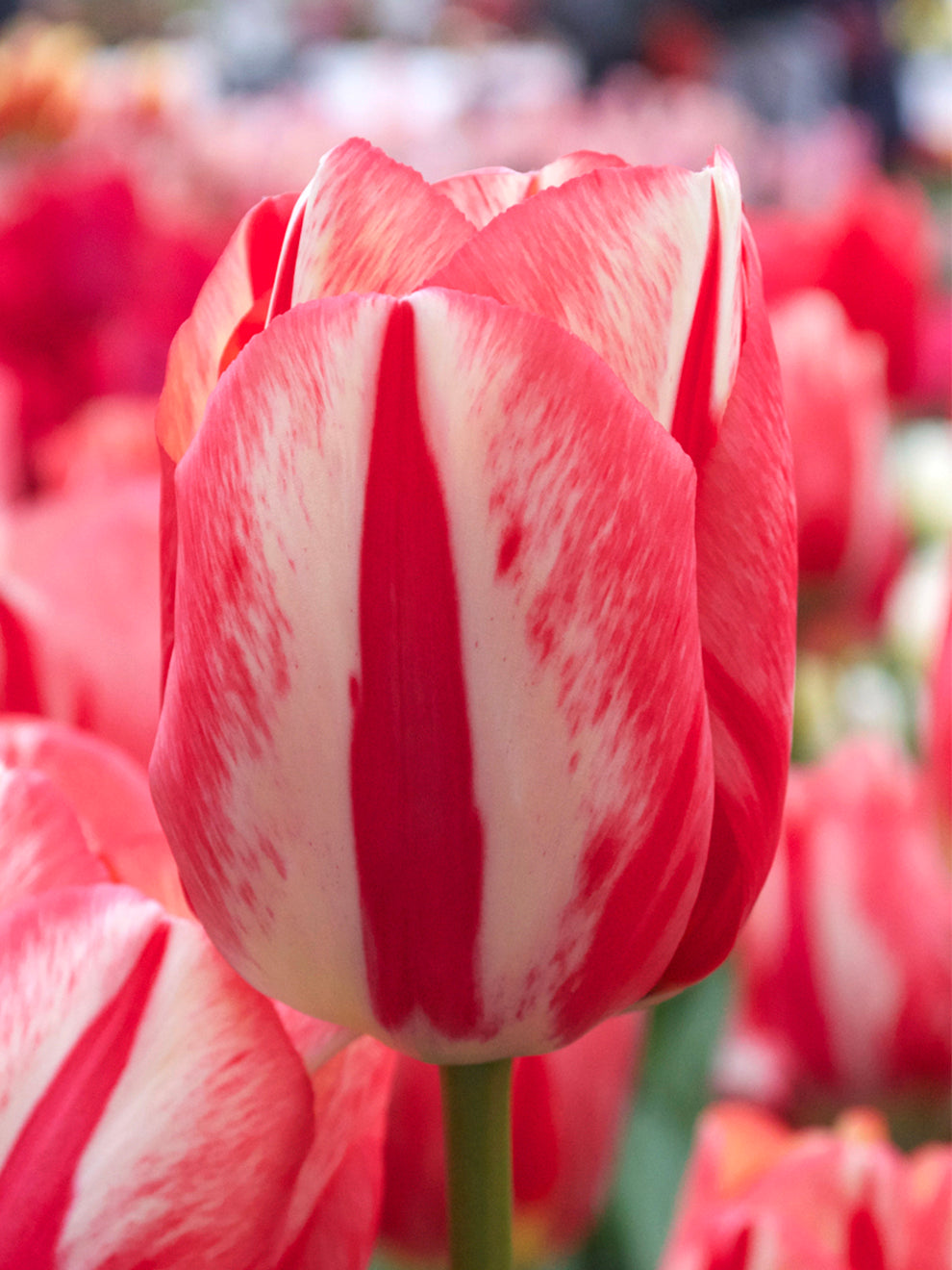 Tulip Spryng Rembrandt | Tulip Bulbs from Holland | DutchGrown™ UK