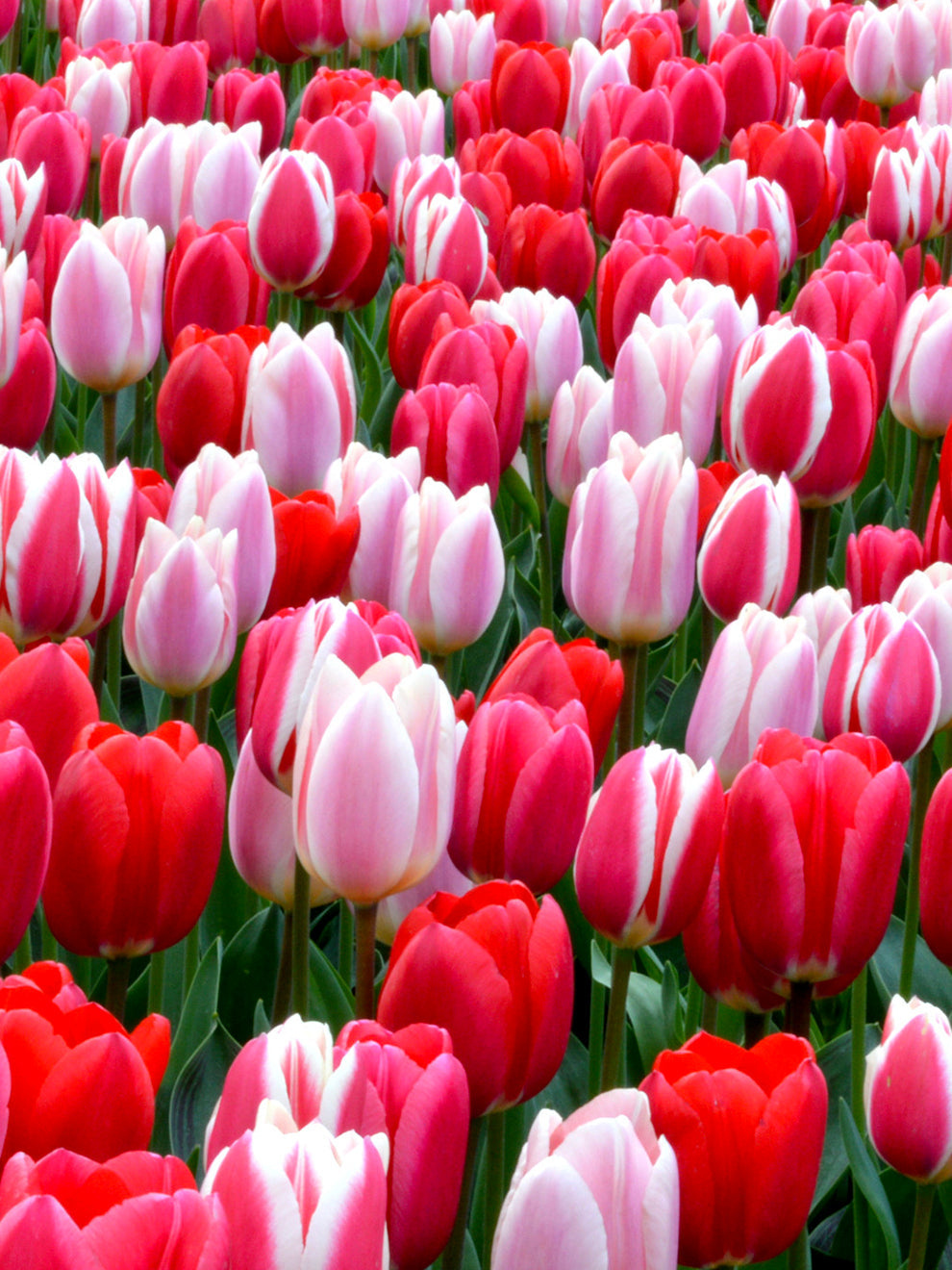 Tulip Bulbs 'Strawberry Fields Collection' | DutchGrown™ UK