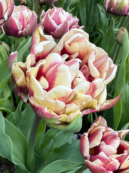 Tulip Bulbs from Holland | UK delivery | DutchGrown™ | Page 4