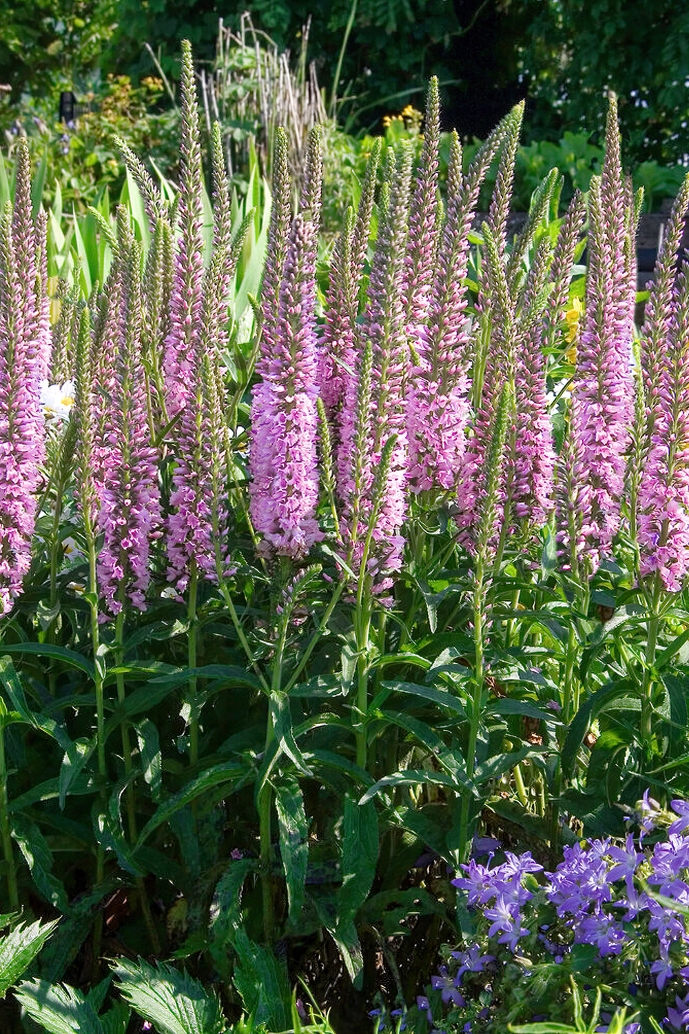 Pink Eveline Speedwell (Veronica Longifolia) | DutchGrown™ UK