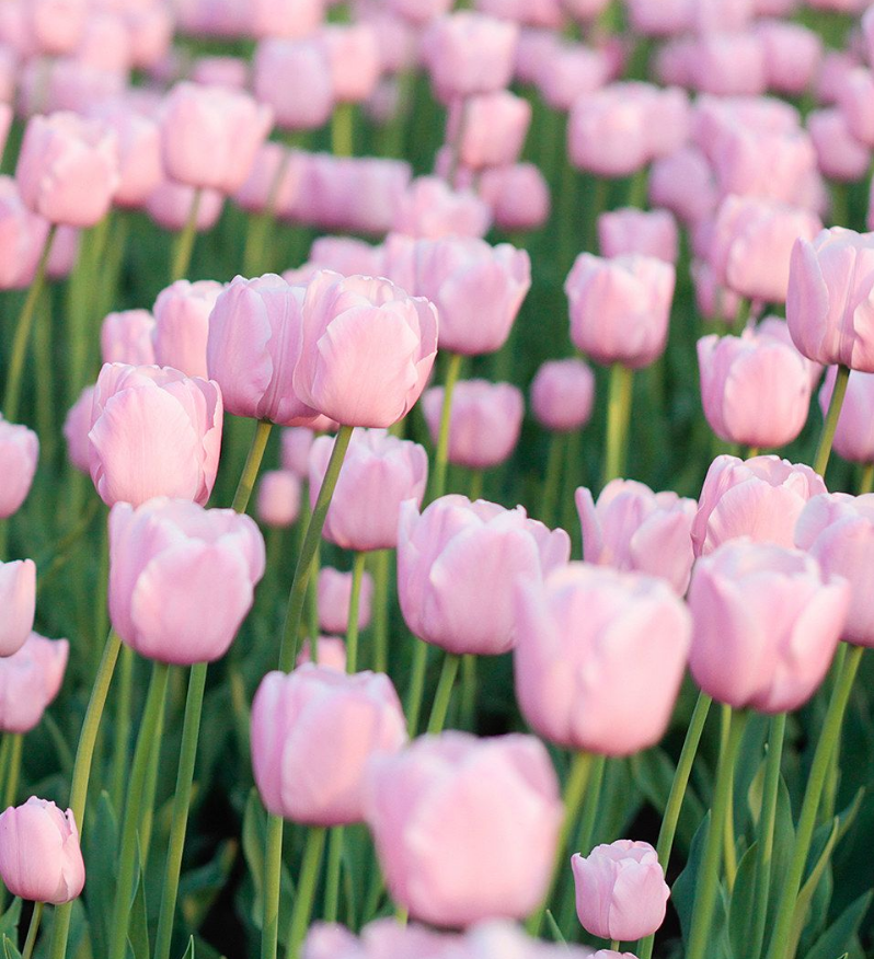 Tulip Bulbs 'Jumbo Pink' | Giant Pink Tulips | DutchGrown™ UK