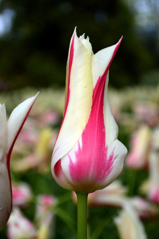 Tulip Bulbs 'Marilyn' | DutchGrown™ UK
